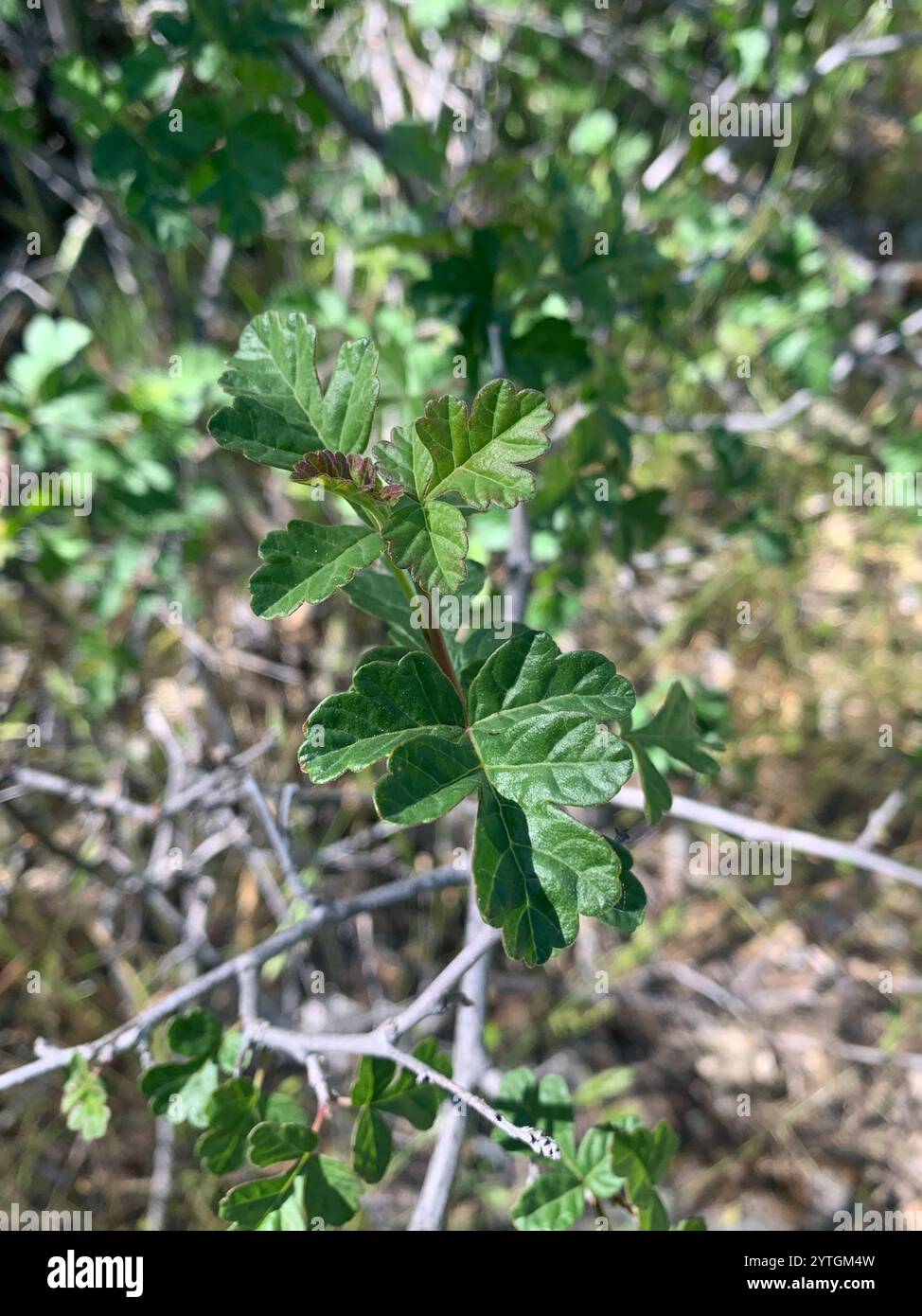 fragrant sumac (Rhus aromatica Stock Photo - Alamy