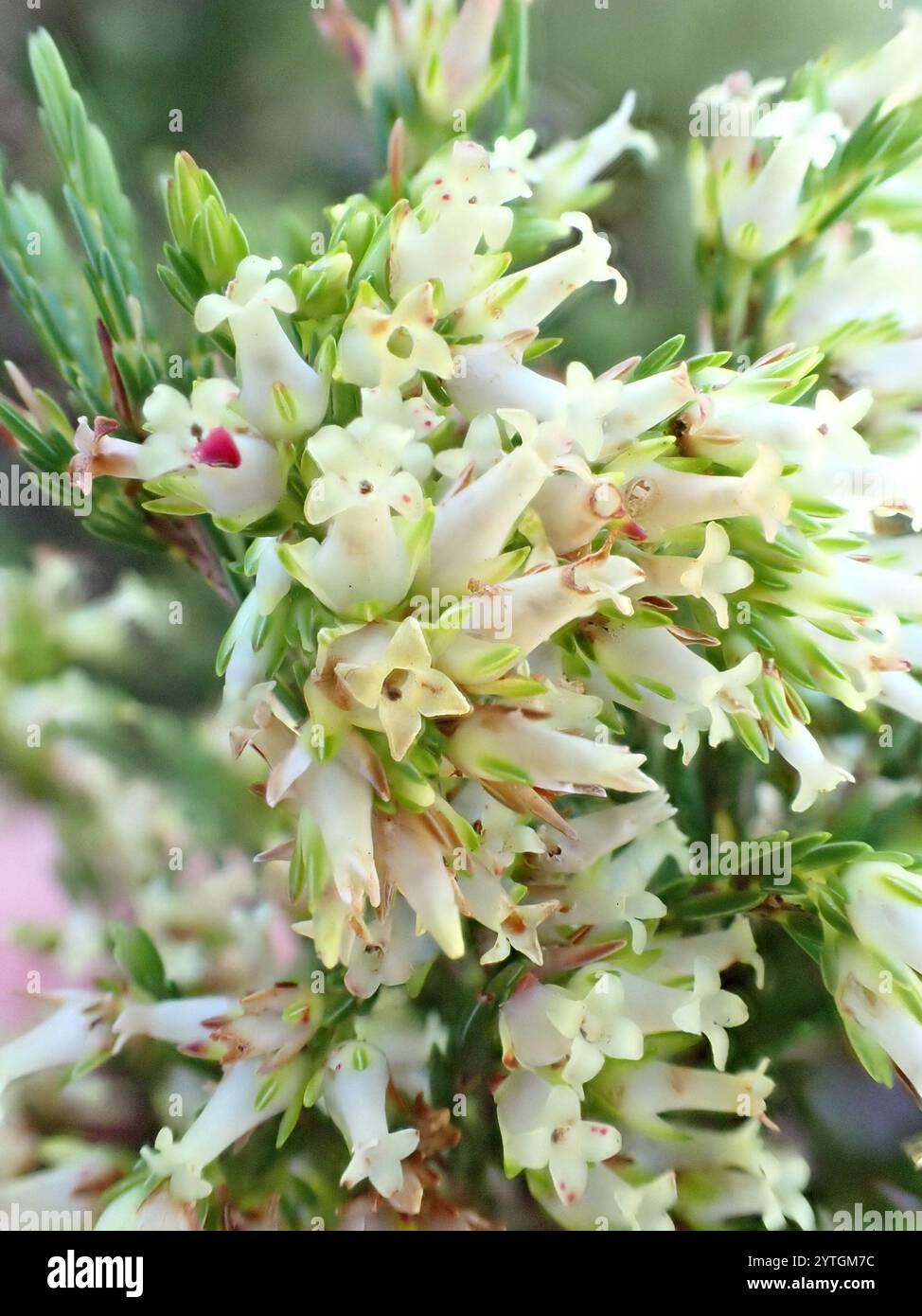 Rice Heath (Erica lutea Stock Photo - Alamy