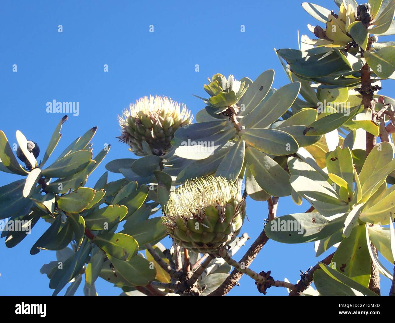 Wagon Tree (Protea nitida Stock Photo - Alamy
