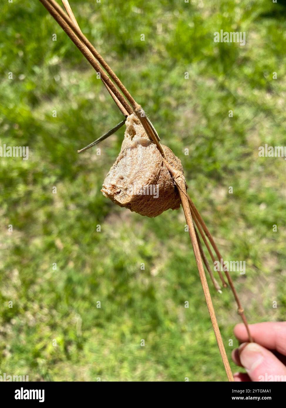 Chinese Mantis (Tenodera sinensis Stock Photo - Alamy