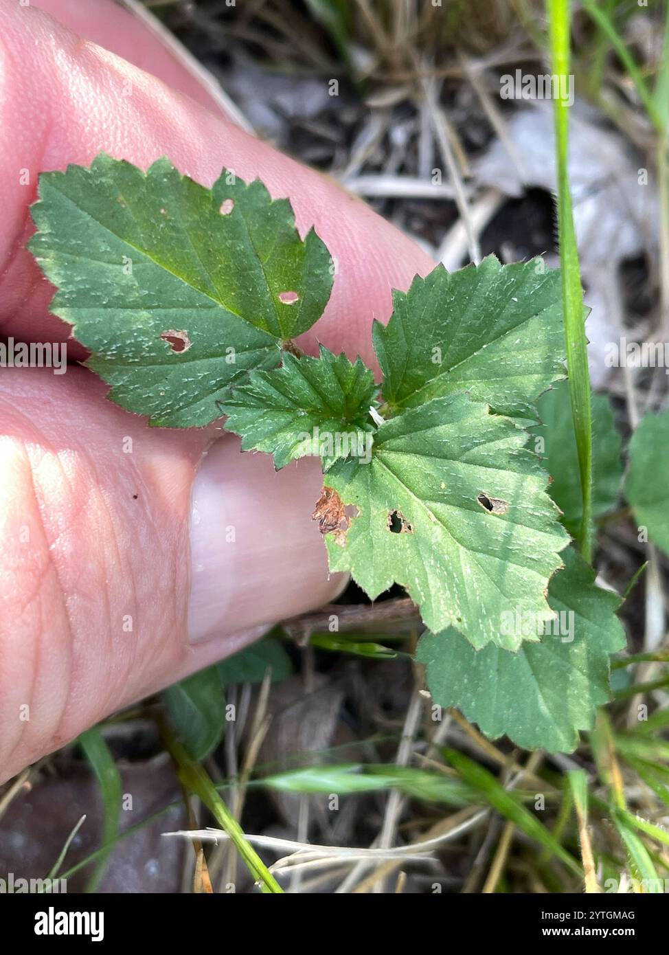 three-lobe false mallow (Malvastrum coromandelianum Stock Photo - Alamy
