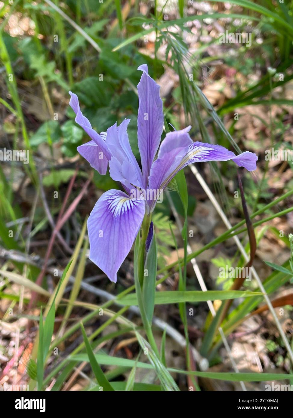 Douglas iris (Iris douglasiana Stock Photo - Alamy