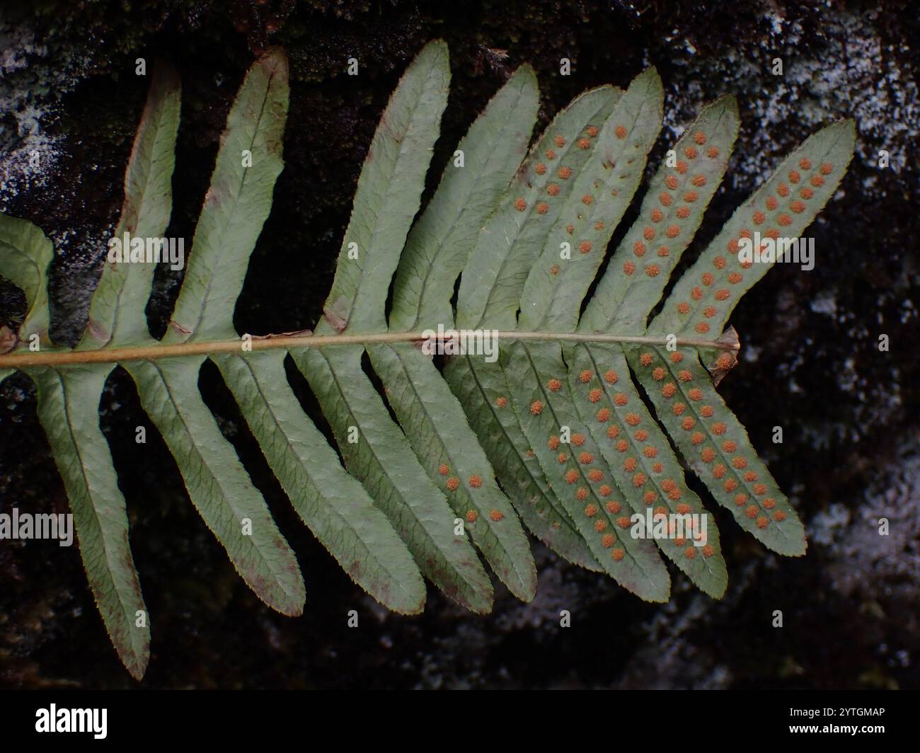 licorice fern (Polypodium glycyrrhiza Stock Photo - Alamy