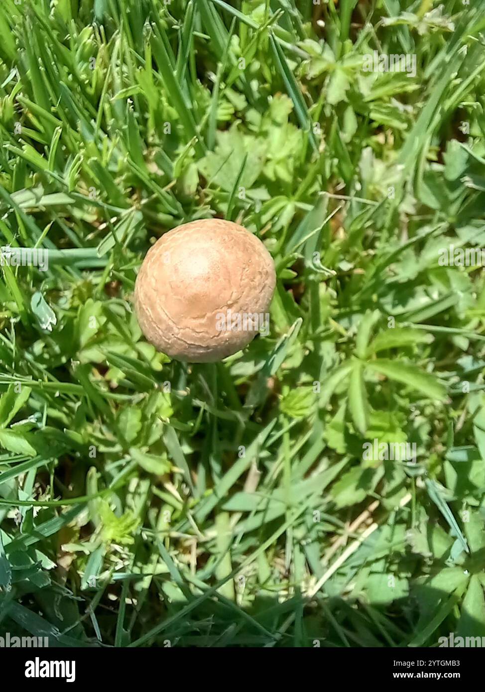 Mowers mushroom panaeolus foenisecii hi-res stock photography and ...