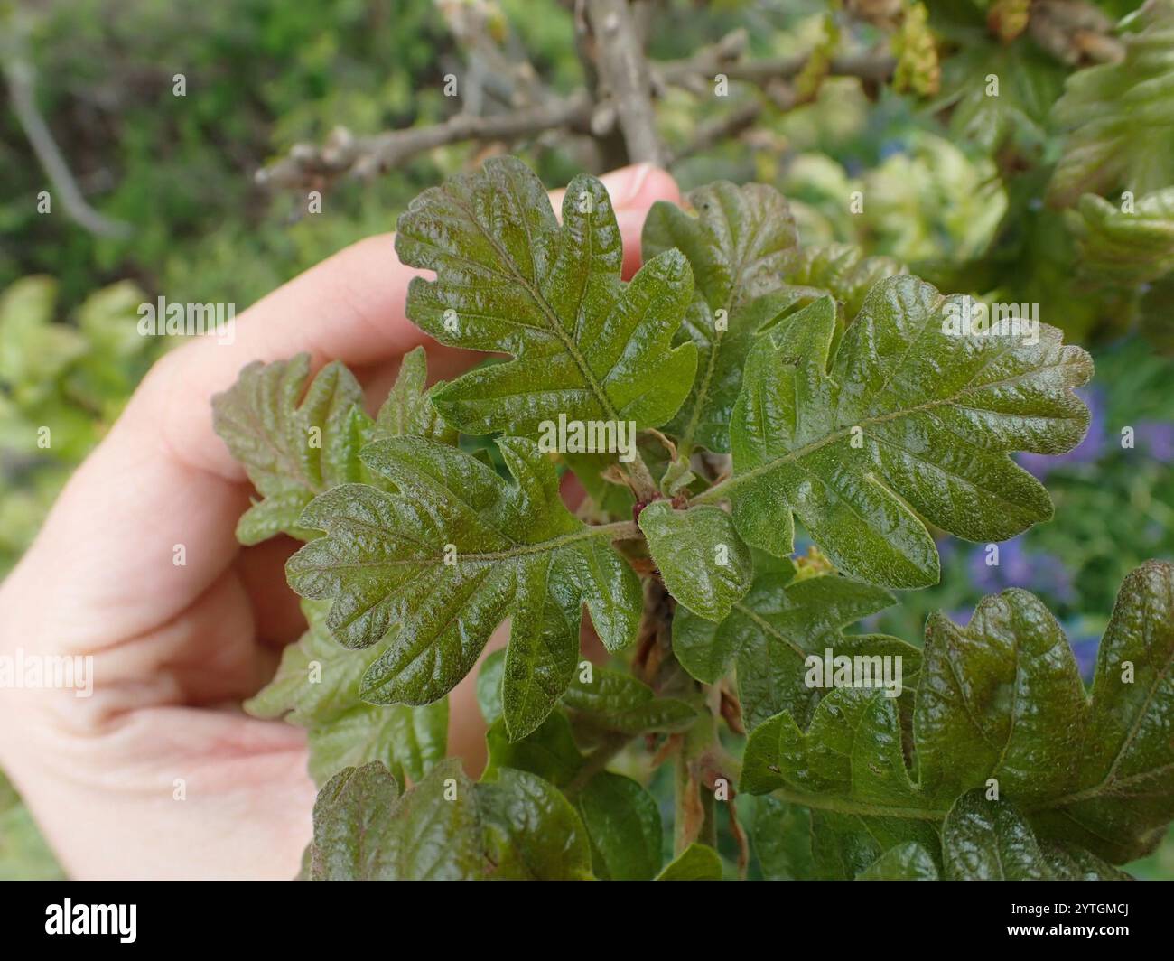 Oregon oak (Quercus garryana Stock Photo - Alamy