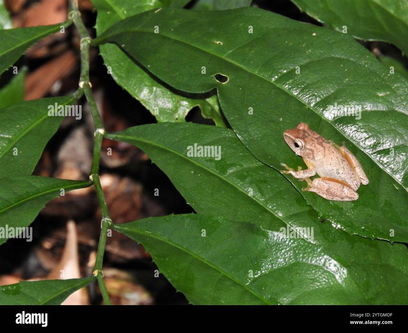 Tuberilinguis hi-res stock photography and images - Alamy