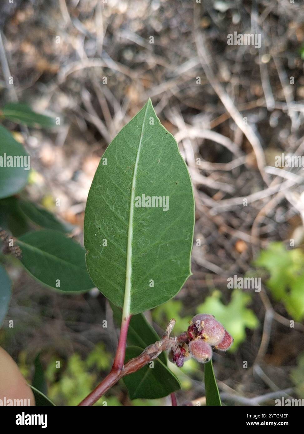 sugar bush × lemonade berry hybrid (Rhus integrifolia × ovata Stock ...