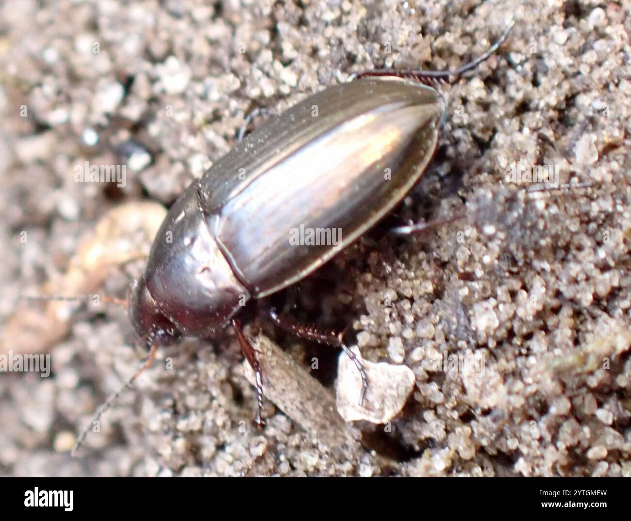 Sun Beetles (Amara Stock Photo - Alamy