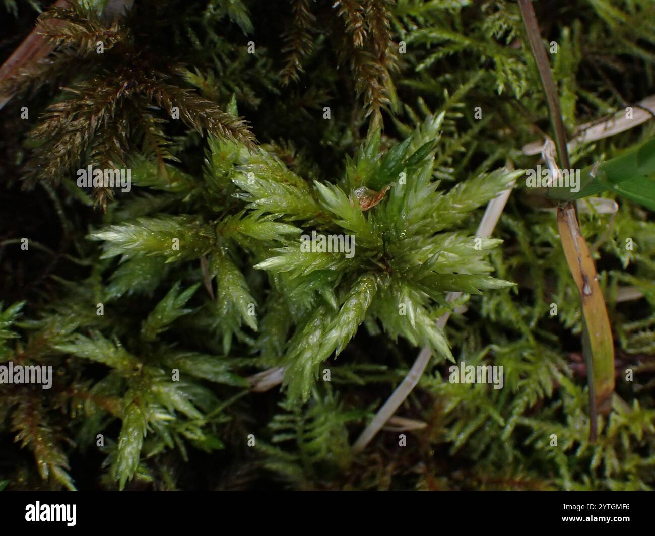 Climacium dendroides climacium dendroides hi-res stock photography and ...