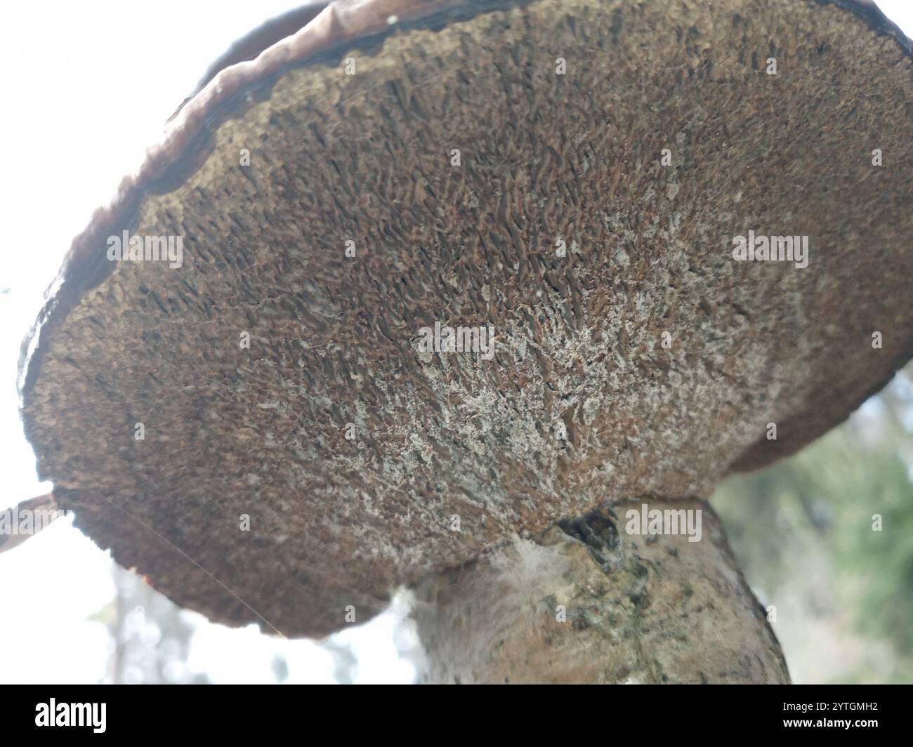Thin-walled Maze Polypore (Daedaleopsis confragosa Stock Photo - Alamy