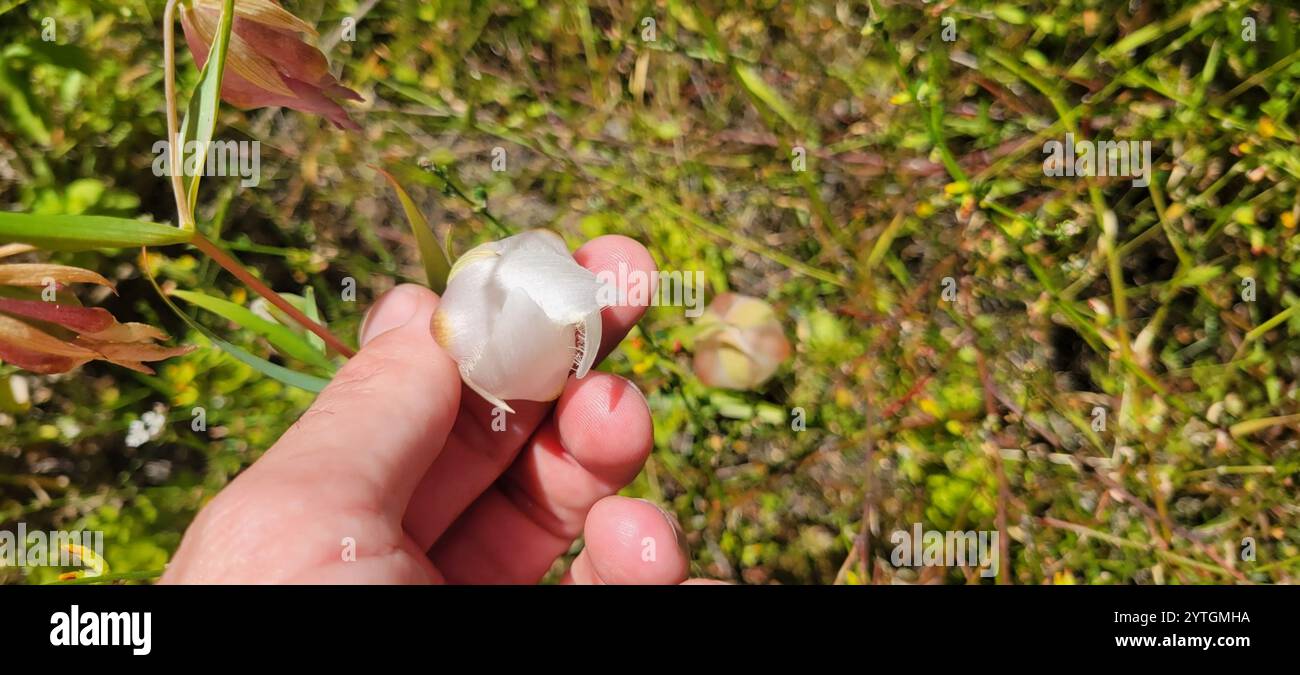 White Globe Lily (Calochortus albus Stock Photo - Alamy