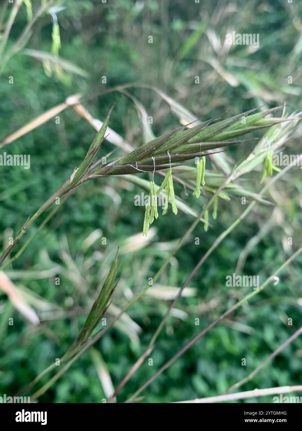 river cane (Arundinaria gigantea Stock Photo - Alamy