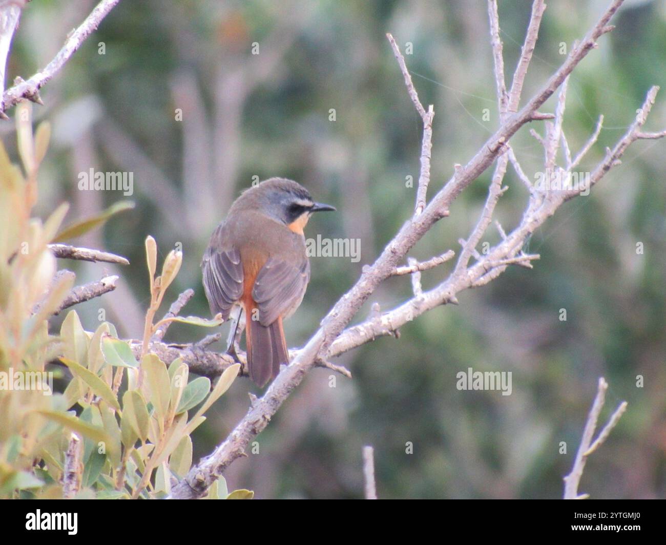 Cape Robin-Chat (Dessonornis caffer Stock Photo - Alamy