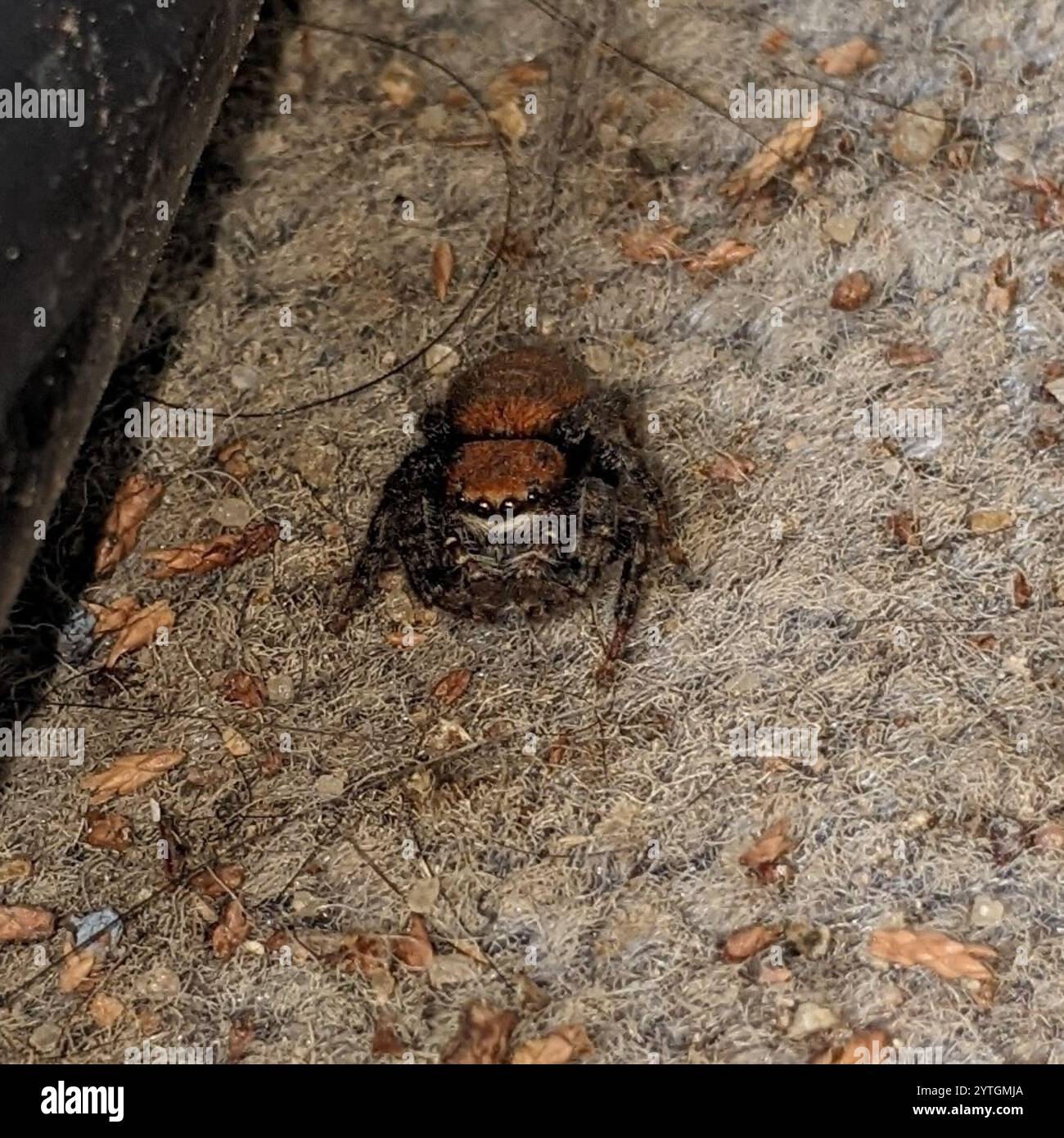 Cardinal Jumping Spider (Phidippus cardinalis Stock Photo - Alamy