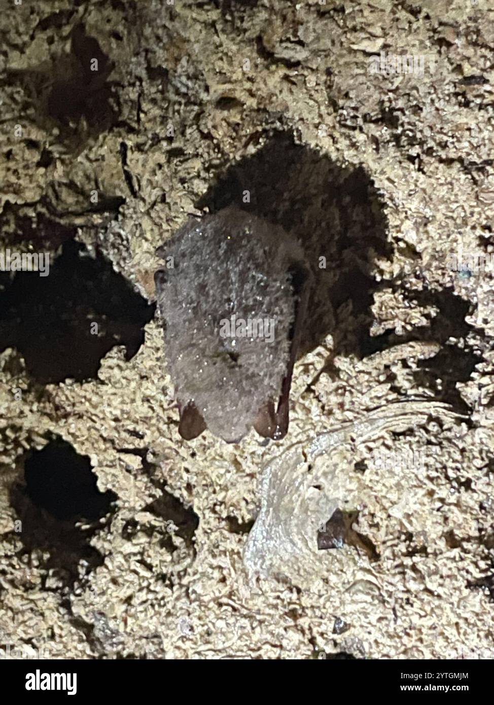 Tricolored Bat (Perimyotis subflavus Stock Photo - Alamy