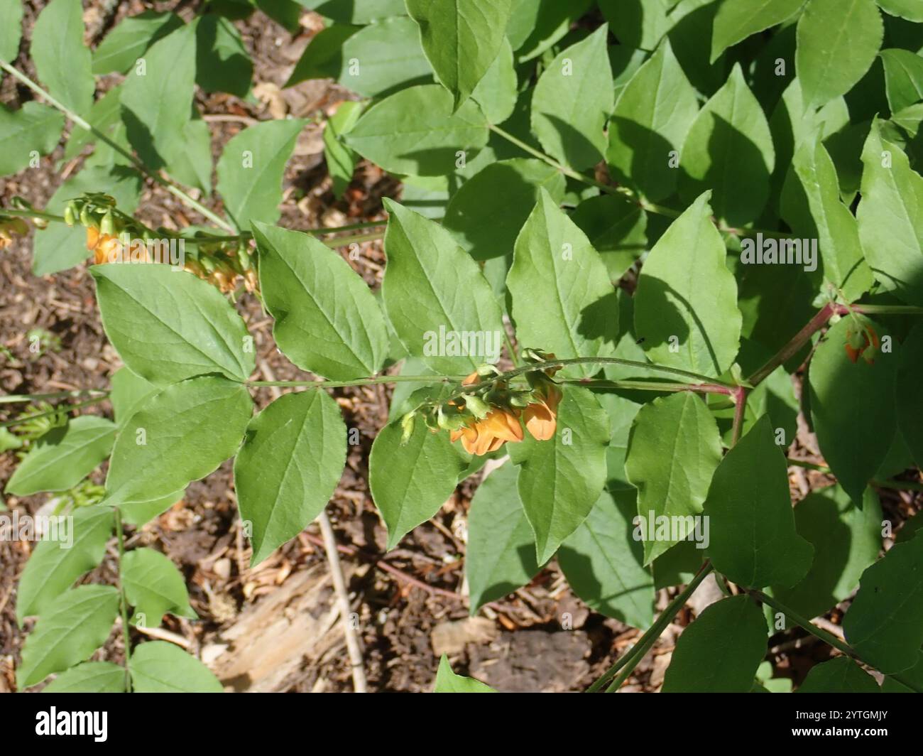 Golden Pea (Lathyrus aureus Stock Photo - Alamy