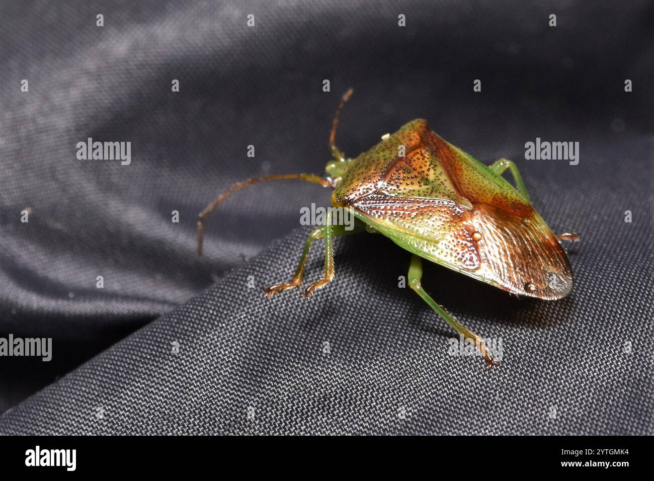 Red cross shield bug hi-res stock photography and images - Alamy