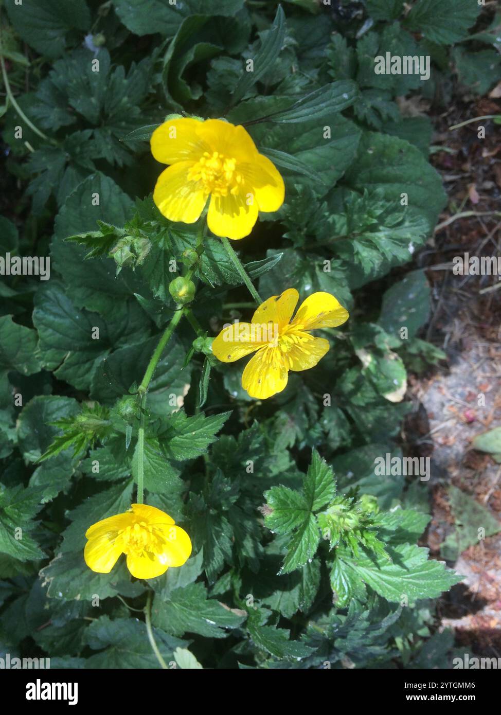 Creeping buttercup (Ranunculus repens Stock Photo - Alamy