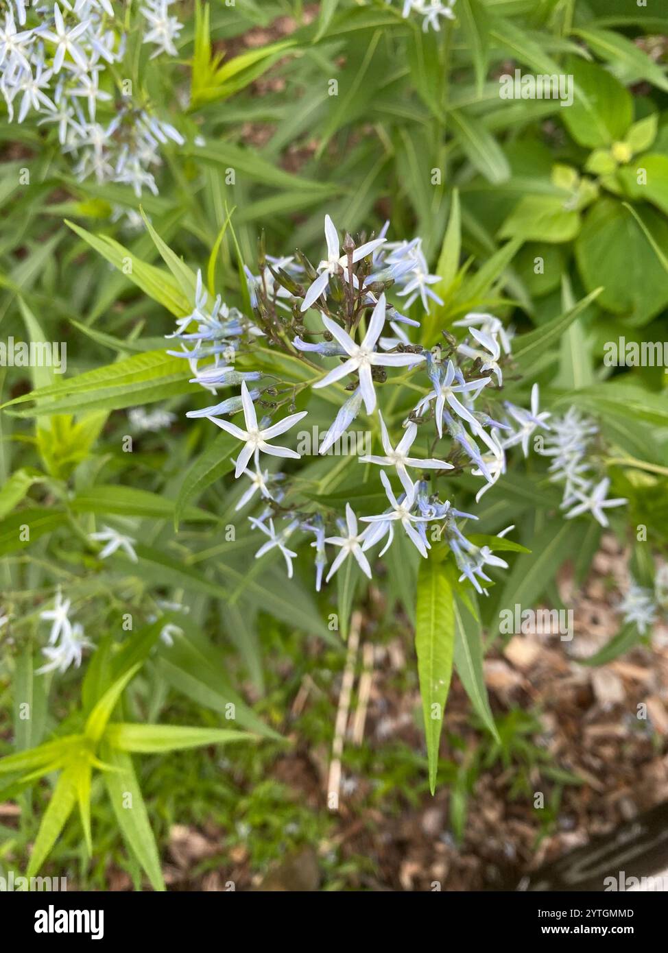 eastern bluestar (Amsonia tabernaemontana Stock Photo - Alamy