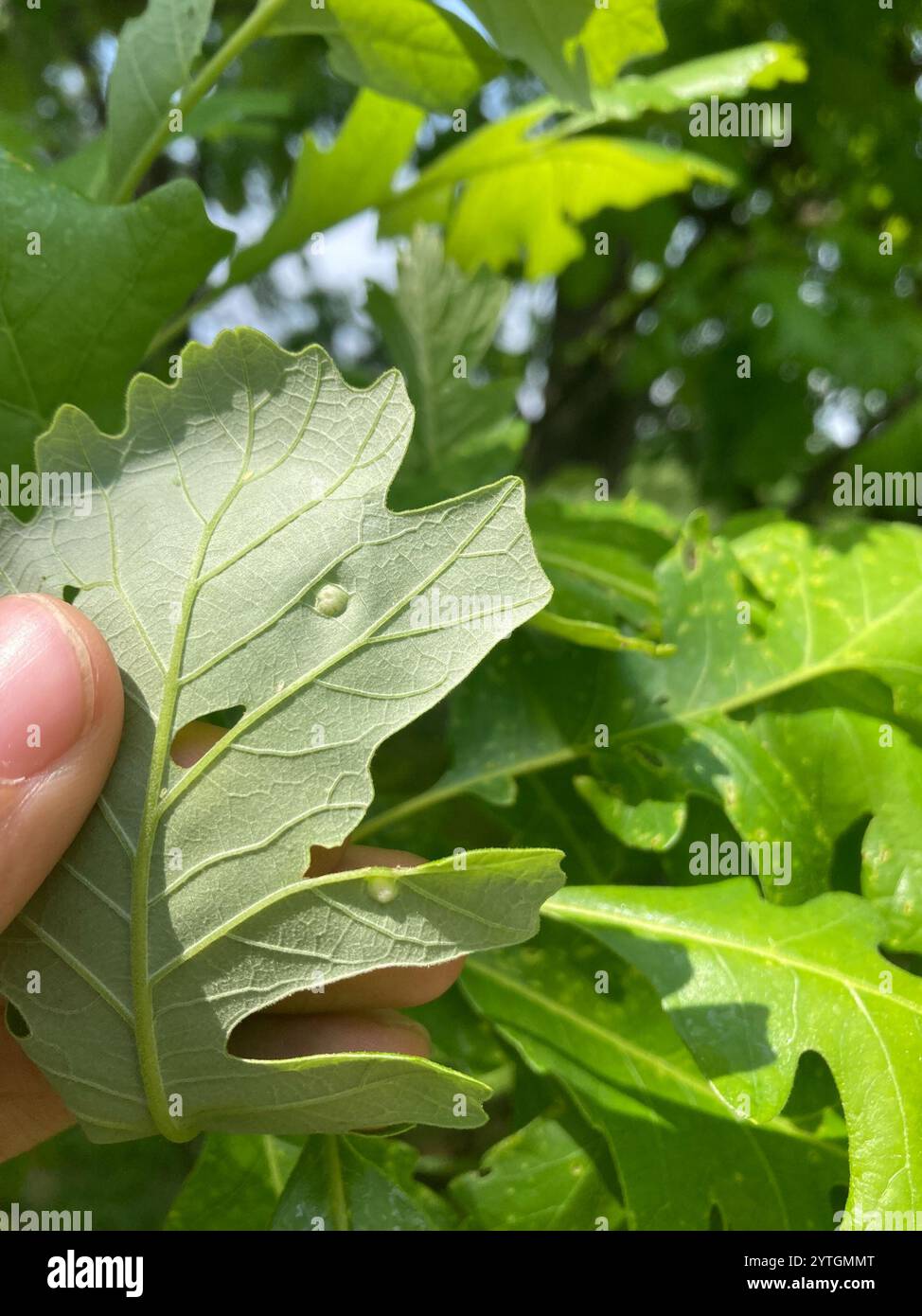 Oak Wart Gall Wasp (Callirhytis quercusfutilis Stock Photo - Alamy
