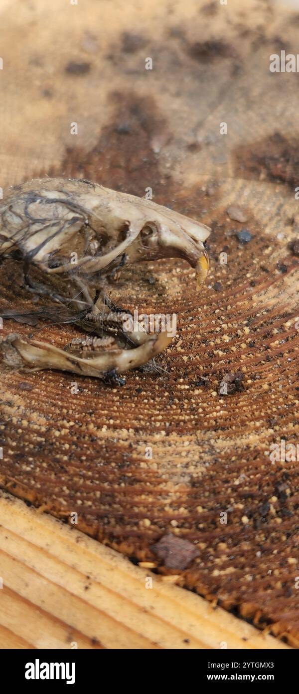 Woodland Vole (Microtus pinetorum Stock Photo - Alamy