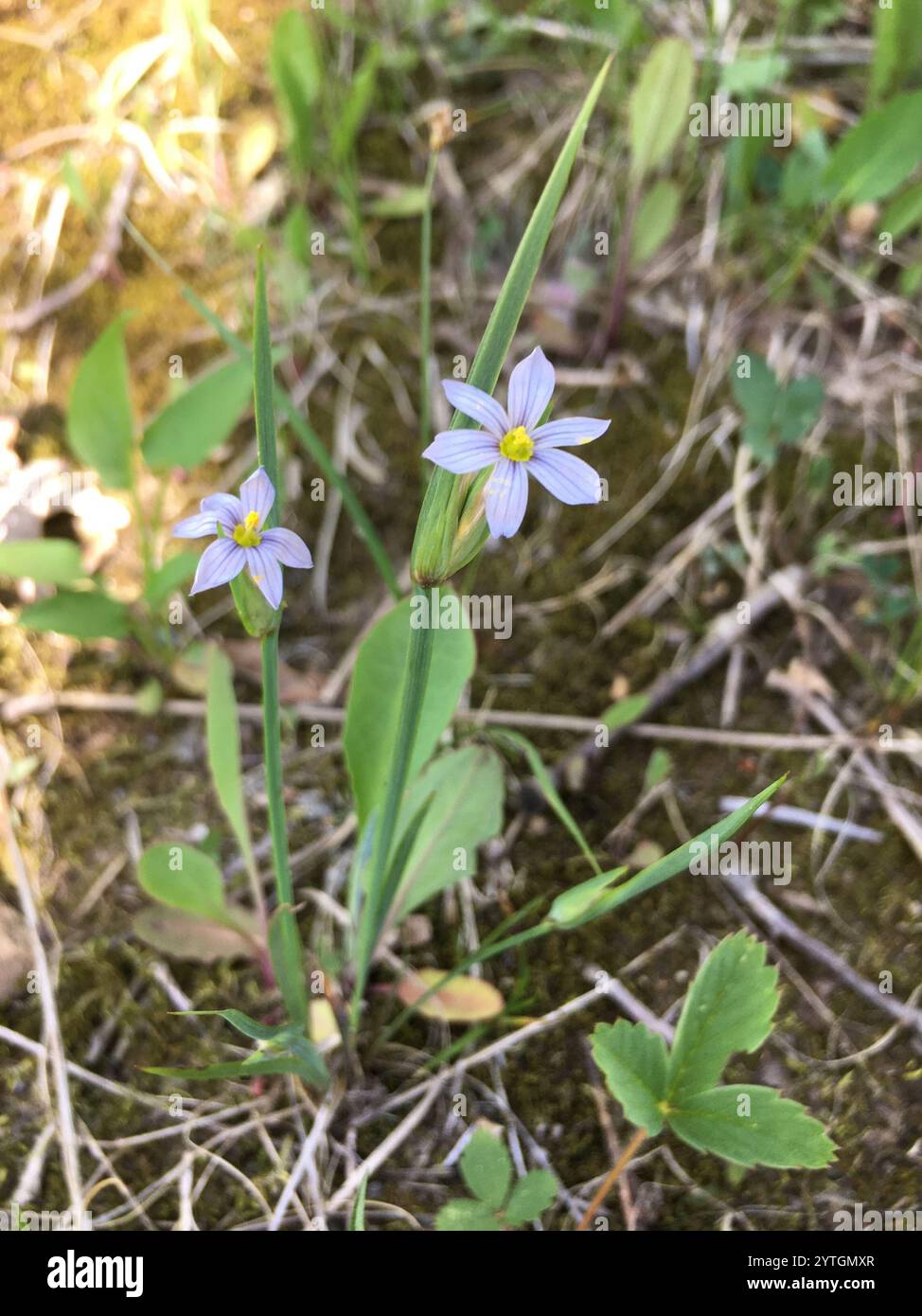 prairie blue-eyed grass (Sisyrinchium campestre Stock Photo - Alamy