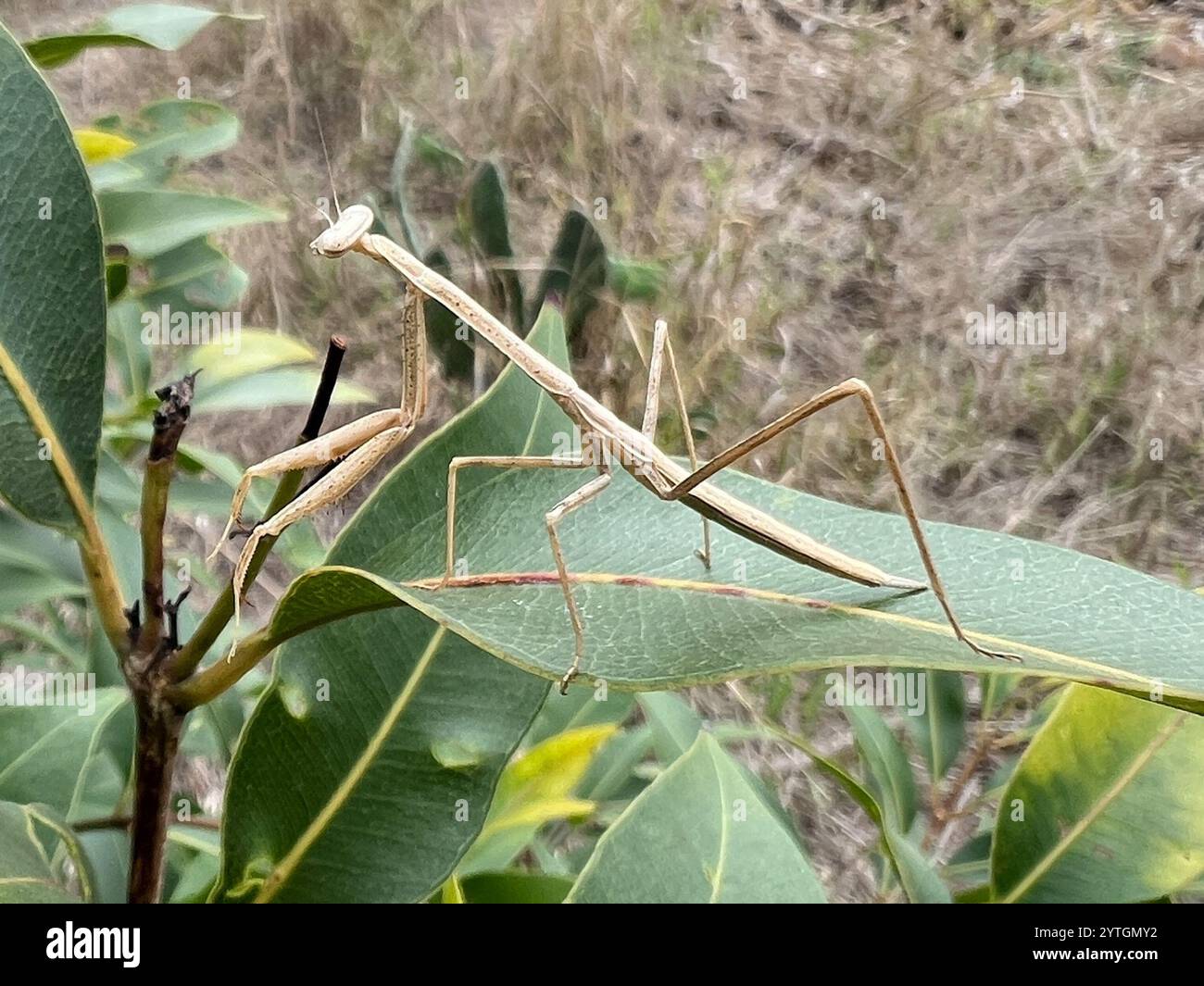 Sumichrasti hi-res stock photography and images - Alamy