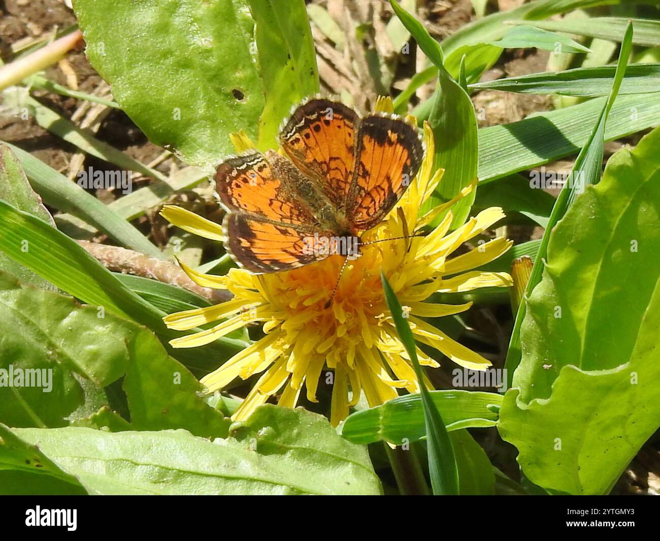 Northern Crescent (Phyciodes cocyta Stock Photo - Alamy