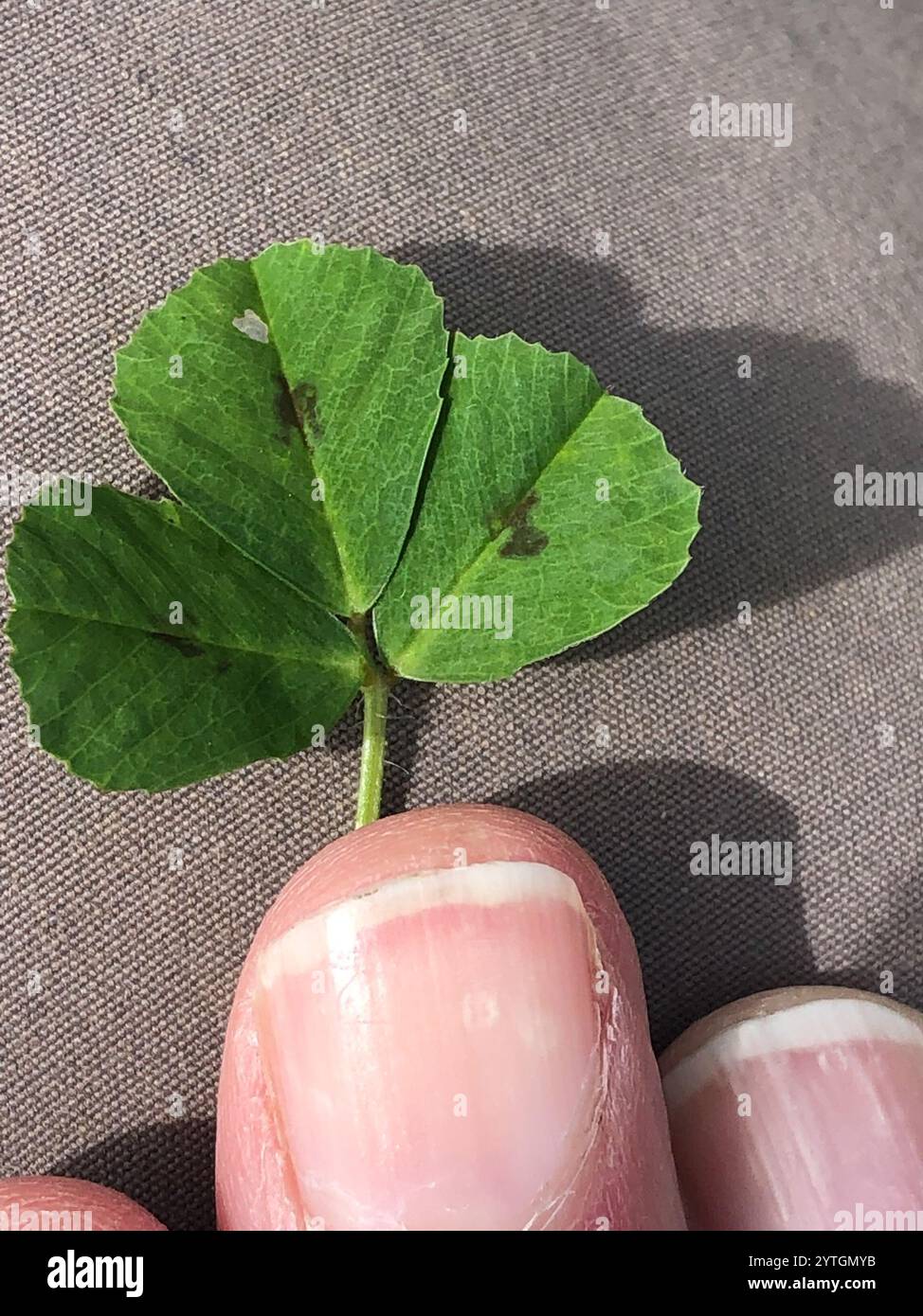 Spotted medick (Medicago arabica Stock Photo - Alamy