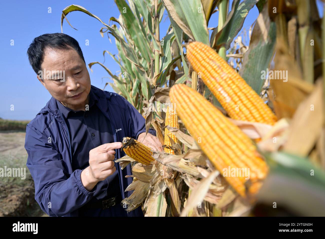 Yinchuan. 12th Oct, 2024. Yang Guoping checks corn planted in saline ...