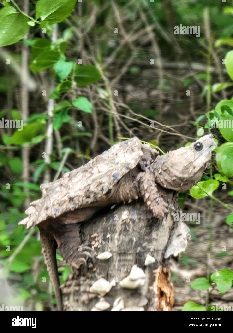 Alligator Snapping Turtle (Macrochelys temminckii Stock Photo - Alamy