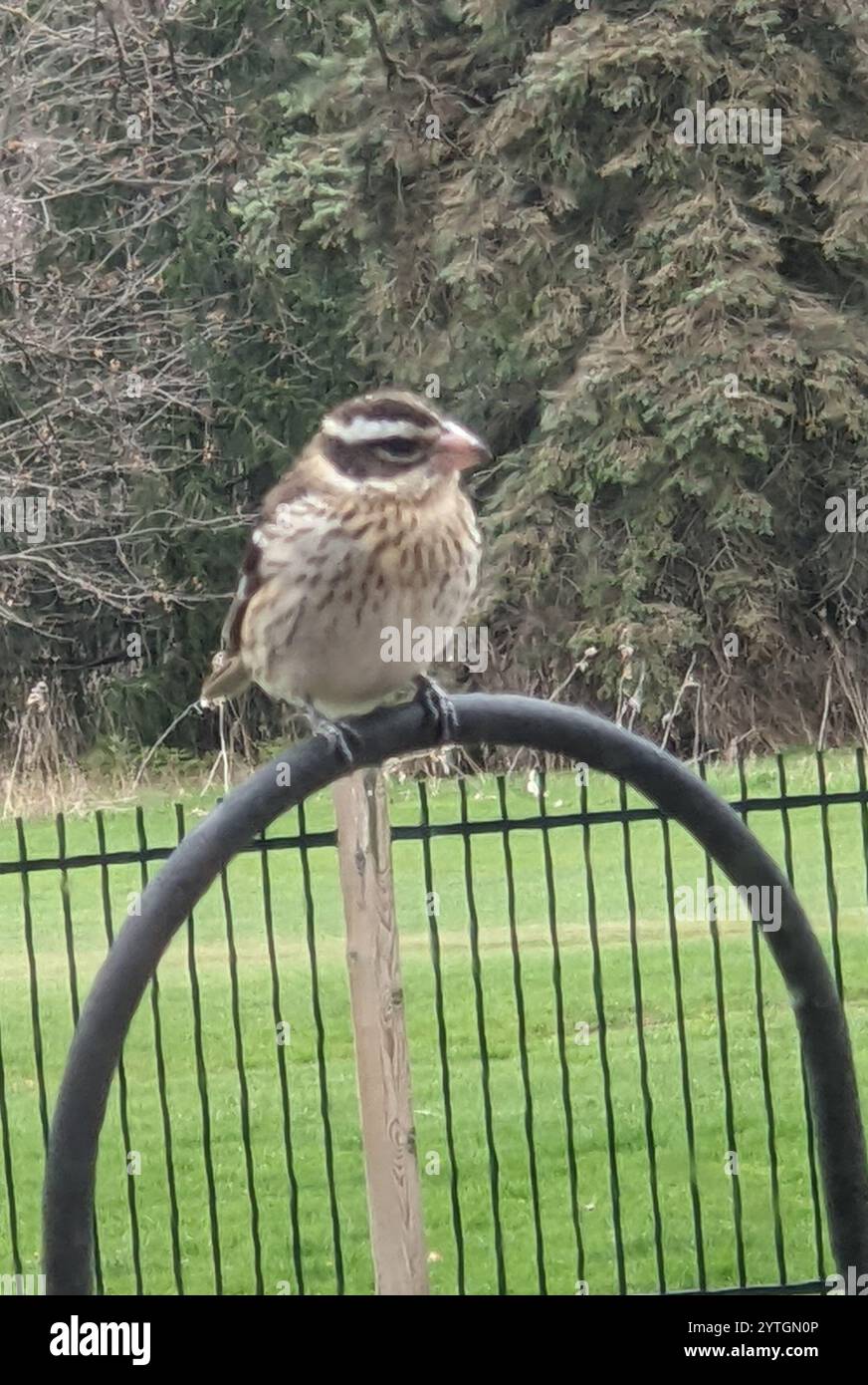 Rose-breasted Grosbeak (Pheucticus ludovicianus Stock Photo - Alamy