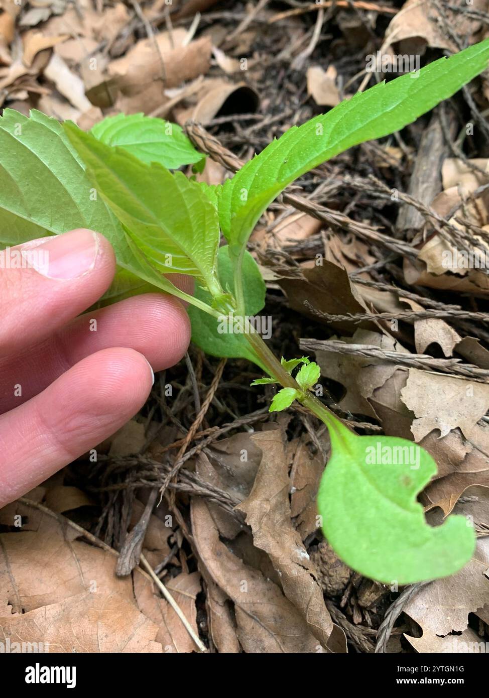 small balsam (Impatiens parviflora Stock Photo - Alamy