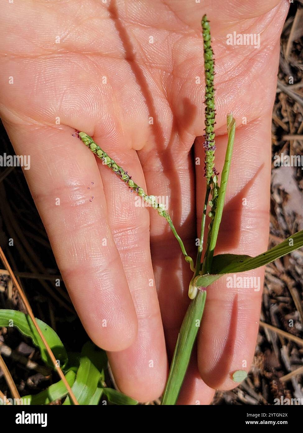 Paspalum setaceum hi-res stock photography and images - Alamy