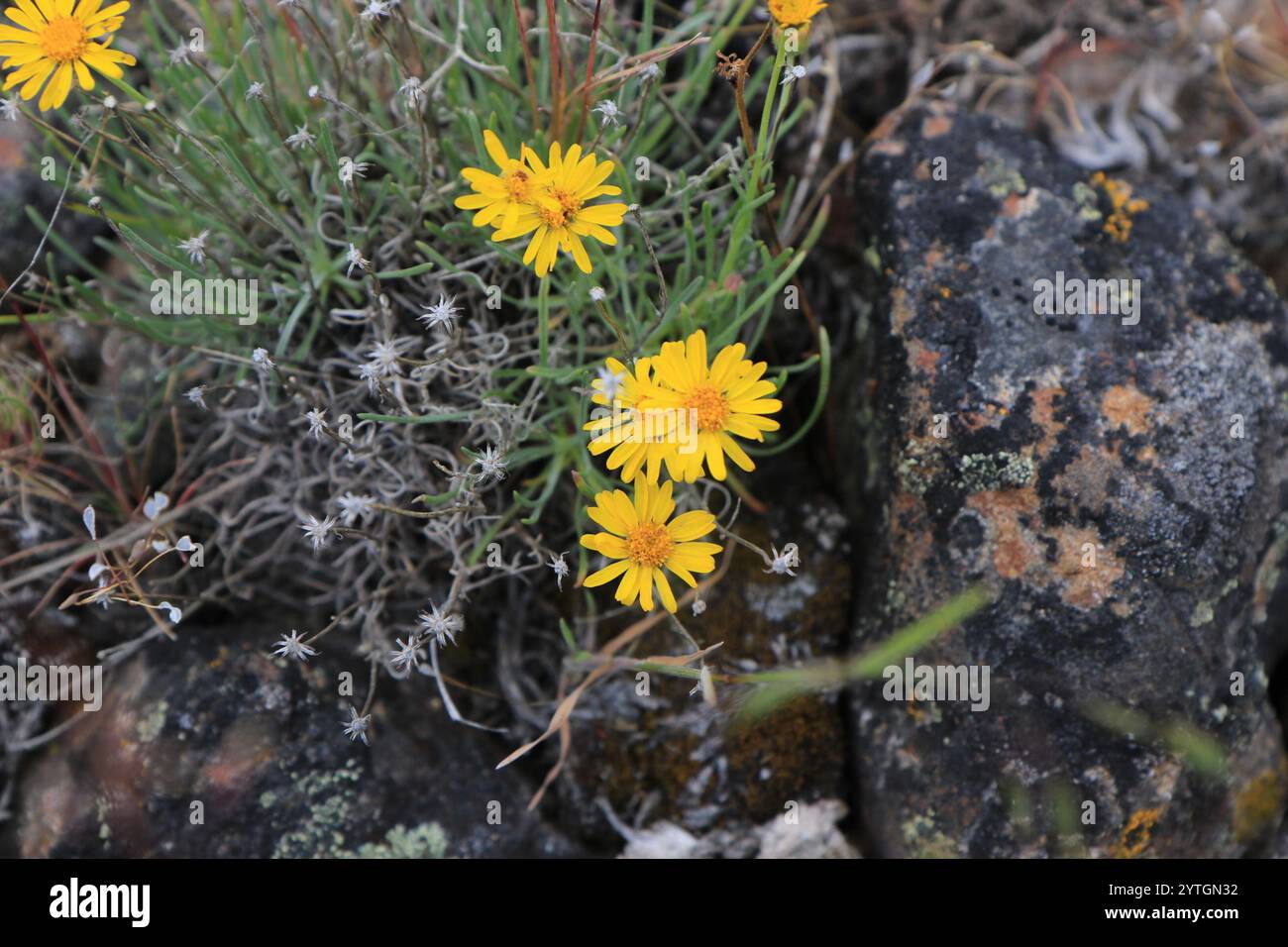 Desert Yellow Fleabane (Erigeron linearis Stock Photo - Alamy