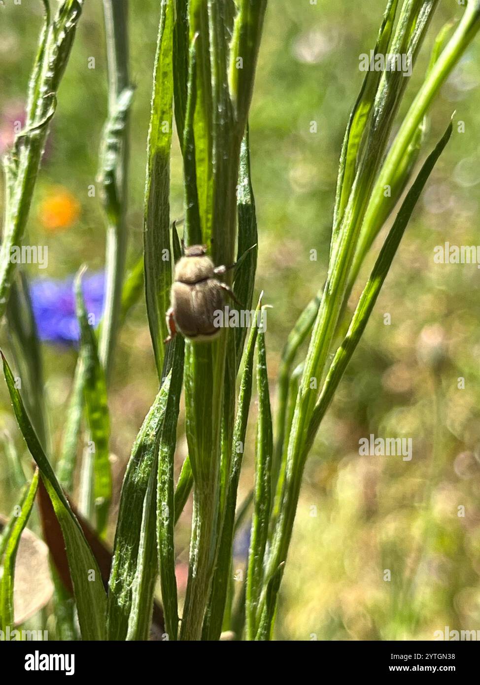Grapevine Hoplia (Hoplia callipyge Stock Photo - Alamy