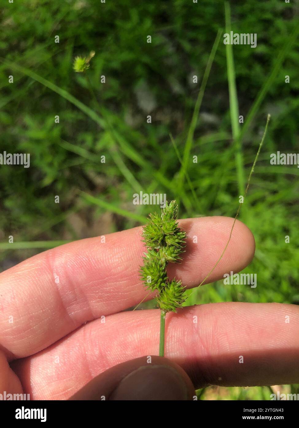 Greater Straw Sedge (Carex normalis Stock Photo - Alamy