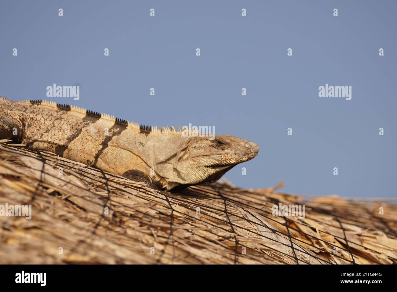 Black Spiny-tailed Iguana (Ctenosaura similis Stock Photo - Alamy