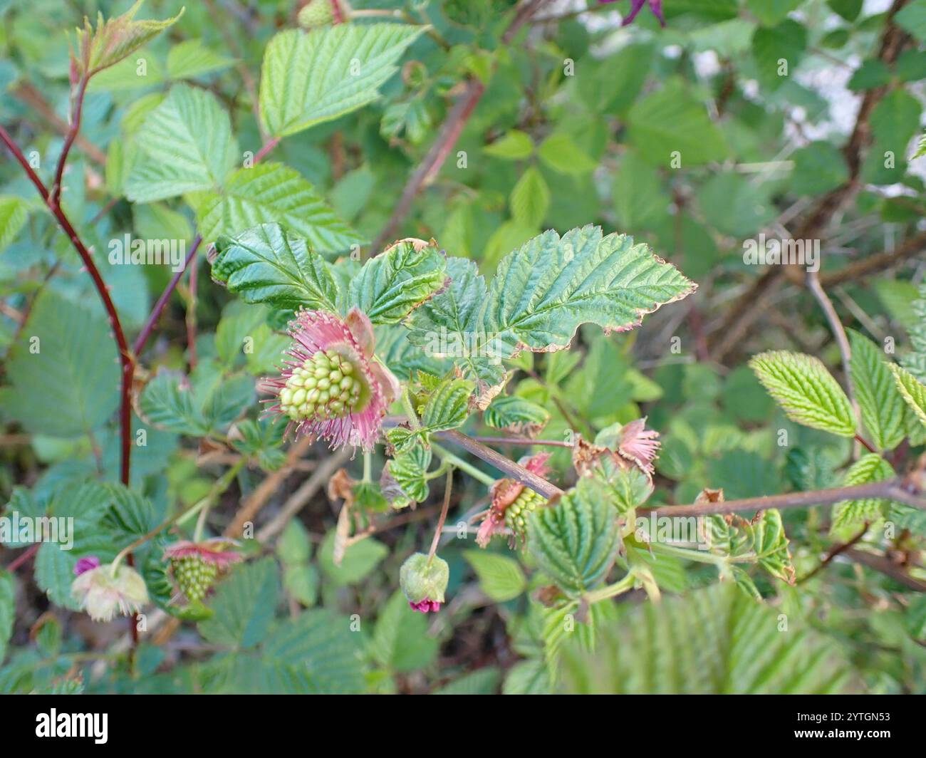 Salmonberry (Rubus spectabilis Stock Photo - Alamy