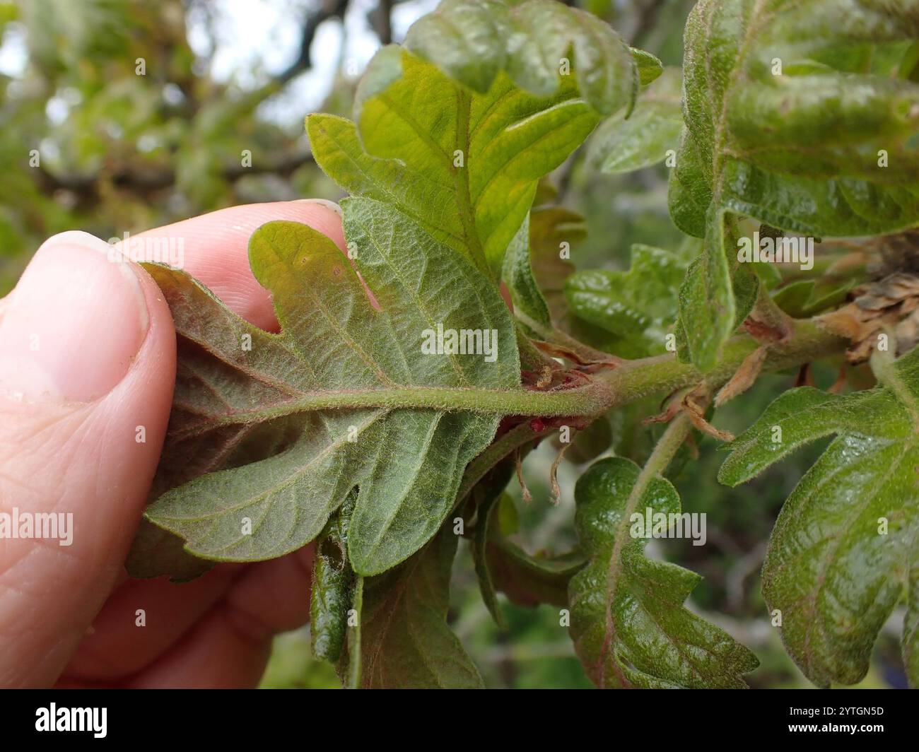 Oregon oak (Quercus garryana Stock Photo - Alamy