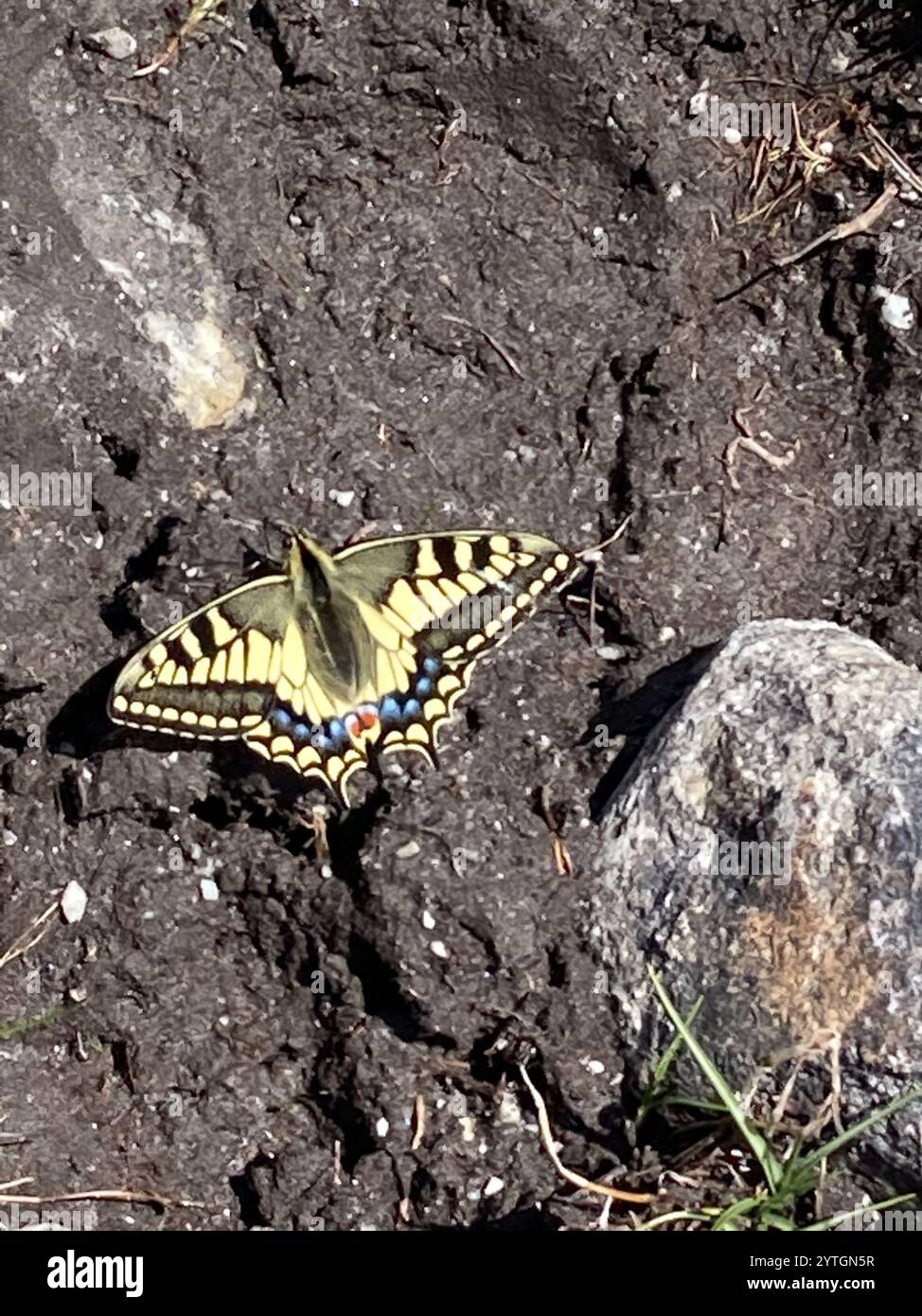 Old World Swallowtail (Papilio machaon Stock Photo - Alamy