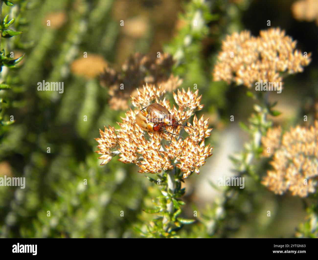 Swollen Restio Beetles (Pseudorupilia Stock Photo - Alamy