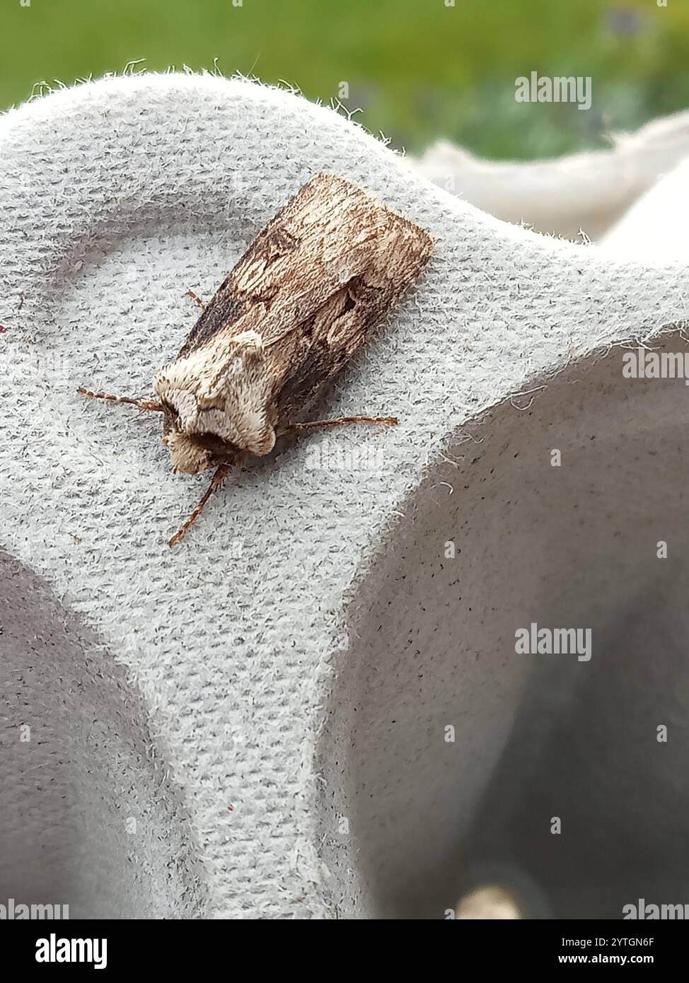 Shuttle-shaped Dart (Agrotis puta Stock Photo - Alamy