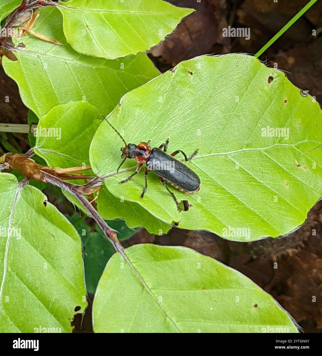 Rustic Sailor Beetle (Cantharis rustica Stock Photo - Alamy