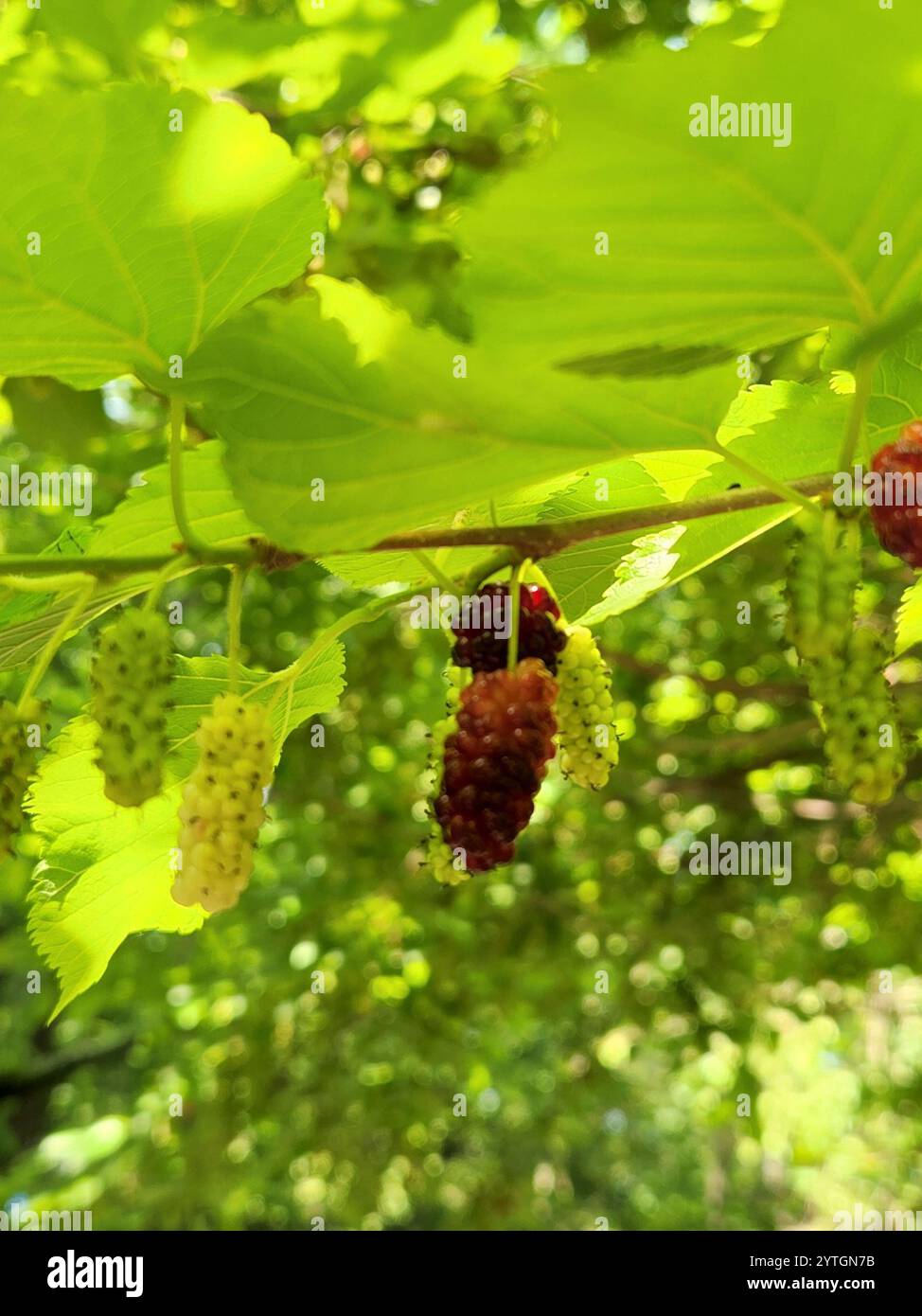 black mulberry (Morus nigra Stock Photo - Alamy
