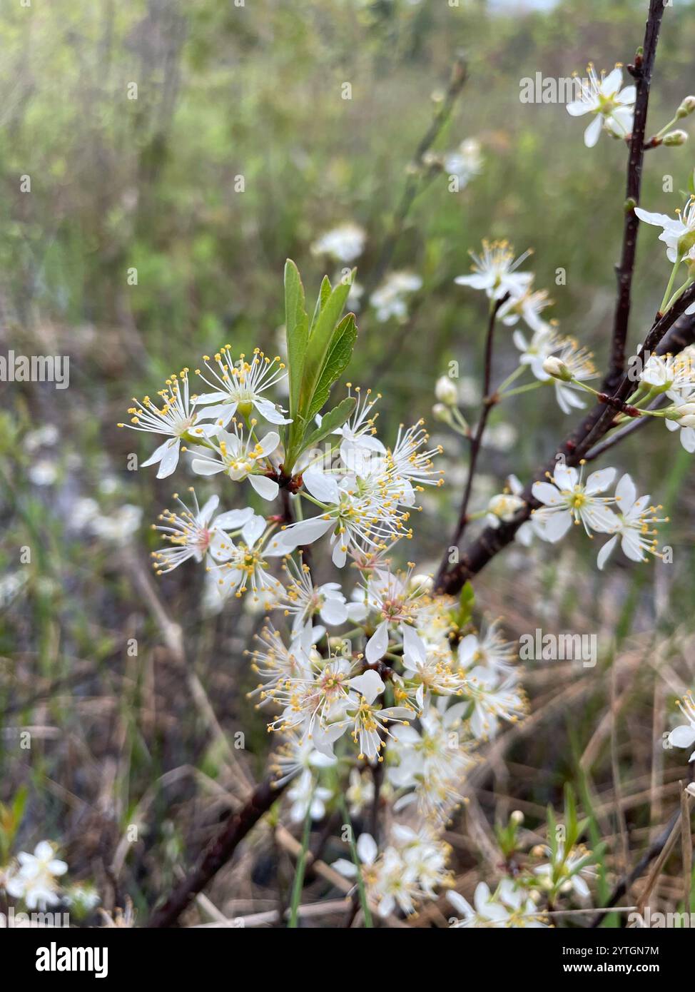 sand cherry (Prunus pumila Stock Photo - Alamy
