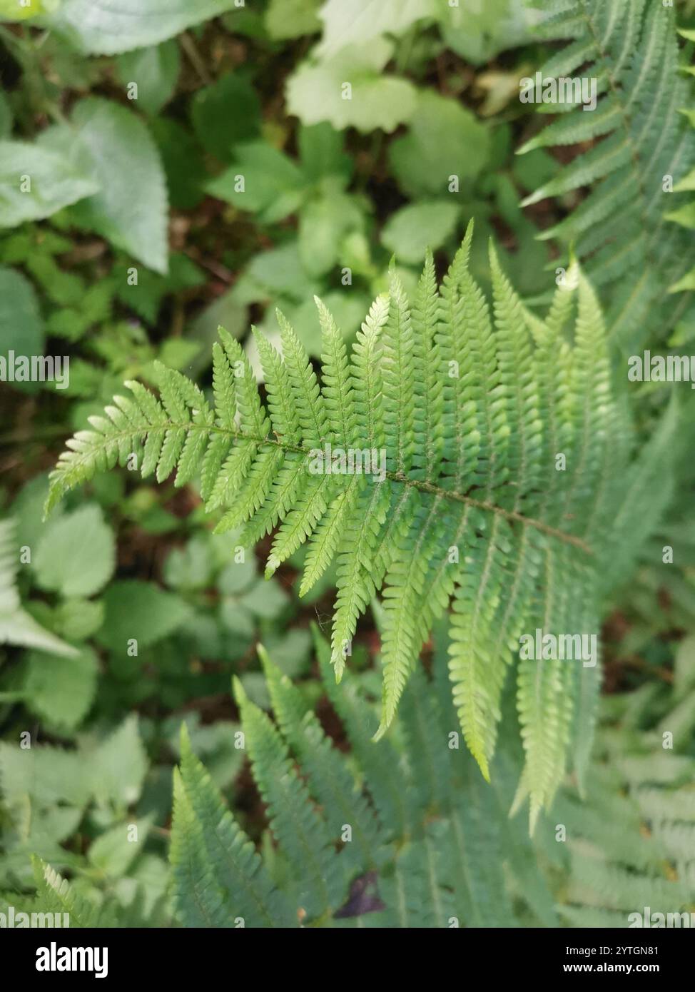 male fern (Dryopteris filix-mas Stock Photo - Alamy