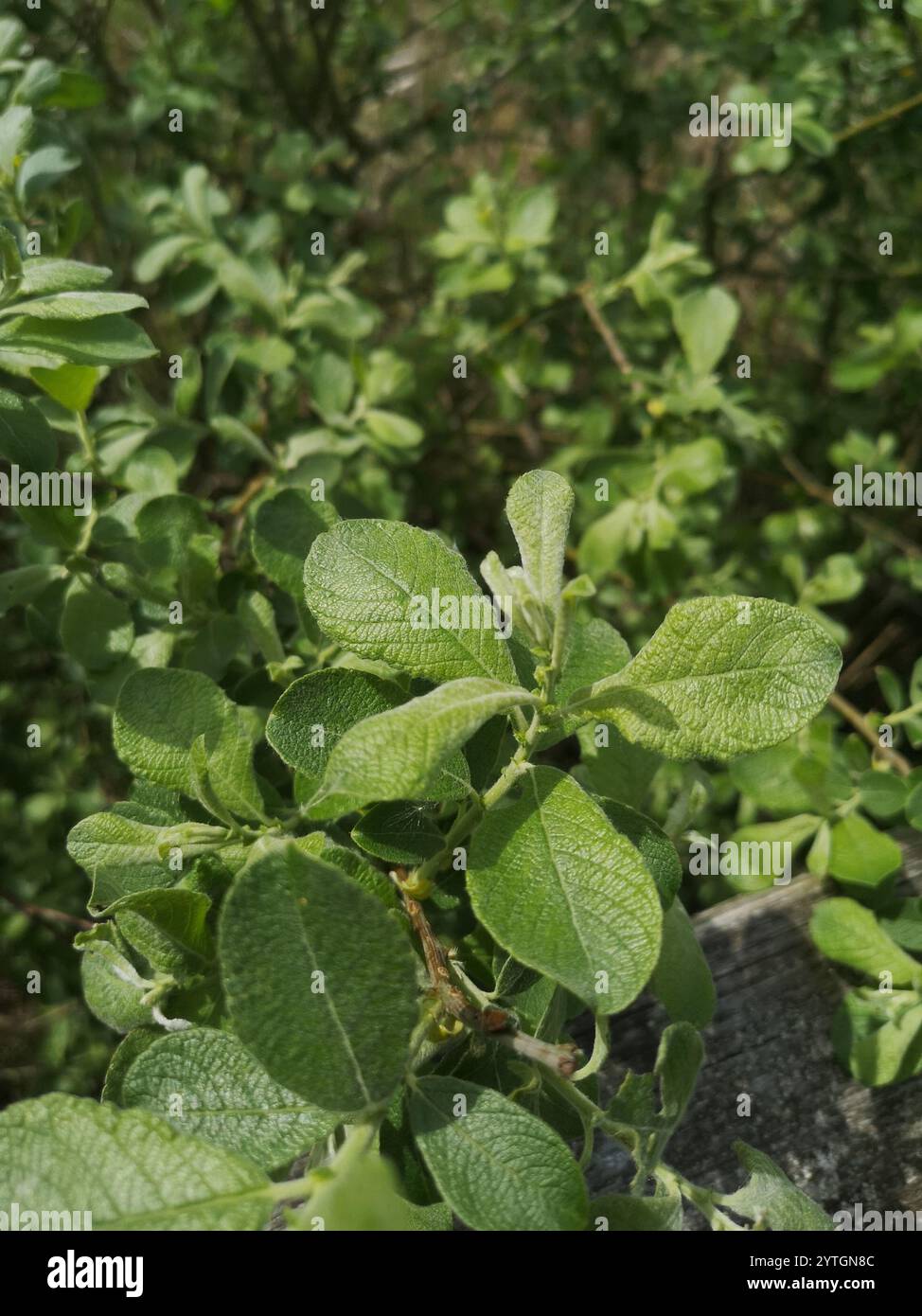 Eared Willow (Salix aurita Stock Photo - Alamy