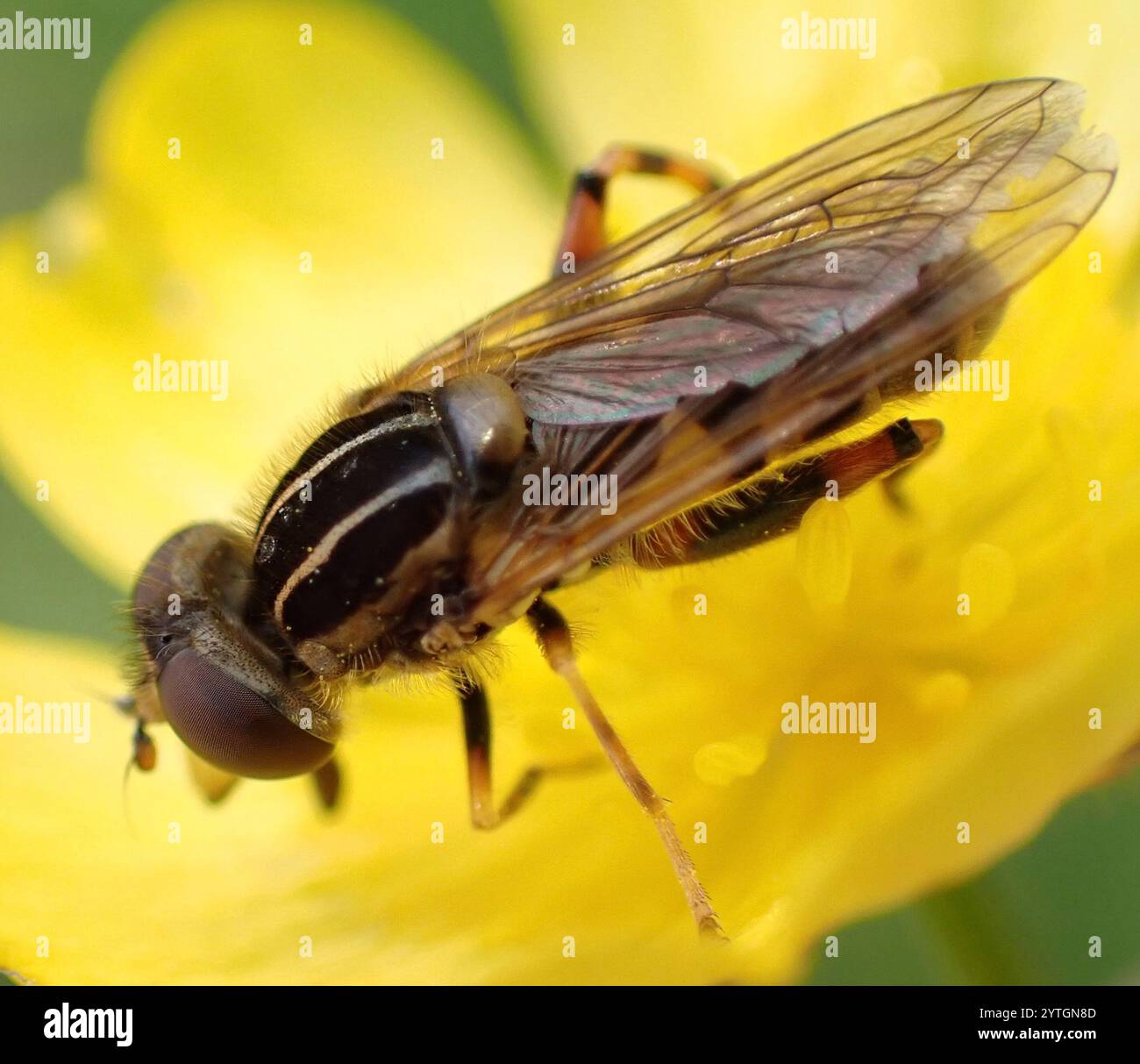 Striped Swamp Fly (Eurimyia lineata Stock Photo - Alamy
