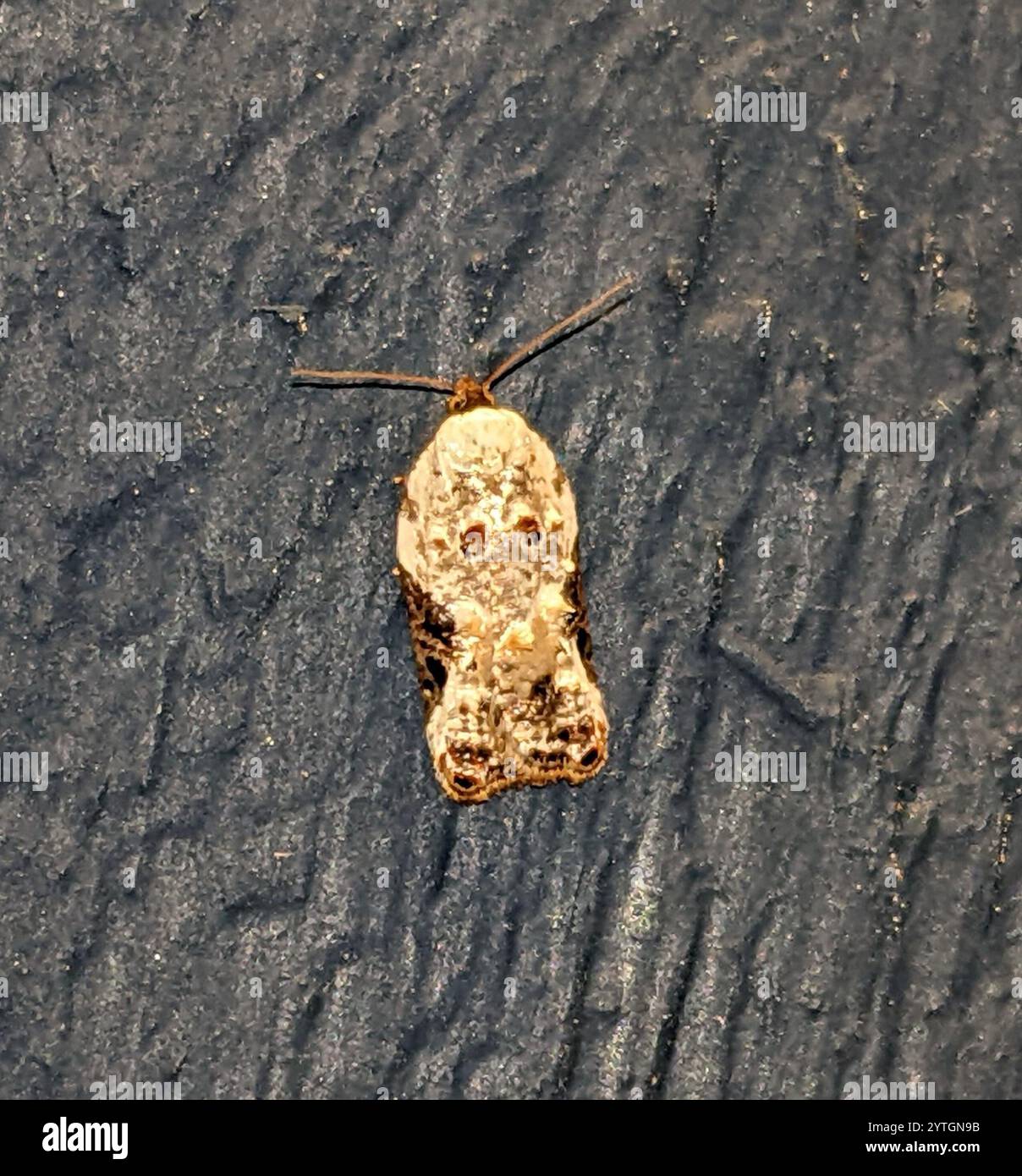 Snowy-shouldered Acleris Moth (Acleris nivisellana Stock Photo - Alamy